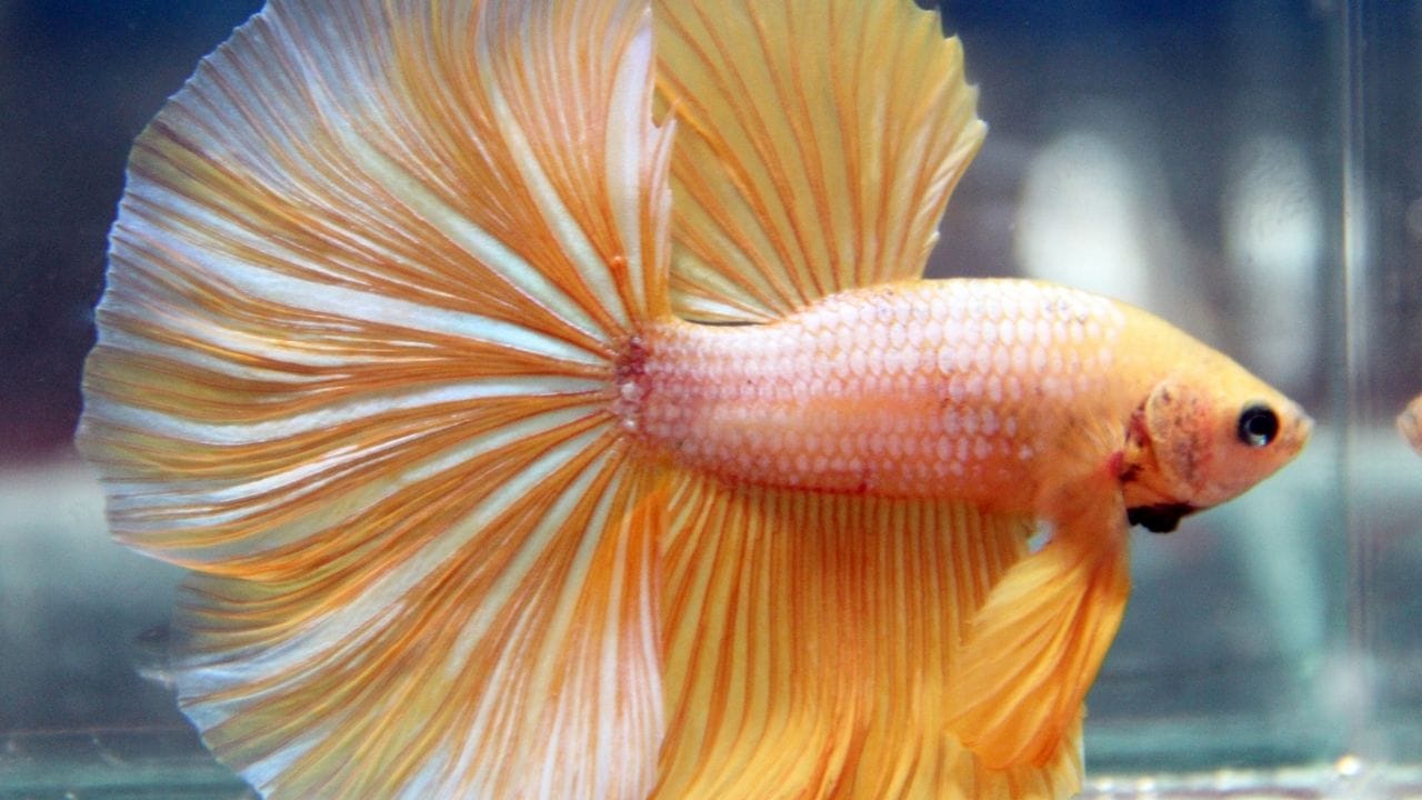Betta Fish Genetics 101: Science Behind Breeding Colorful Bettas ...
