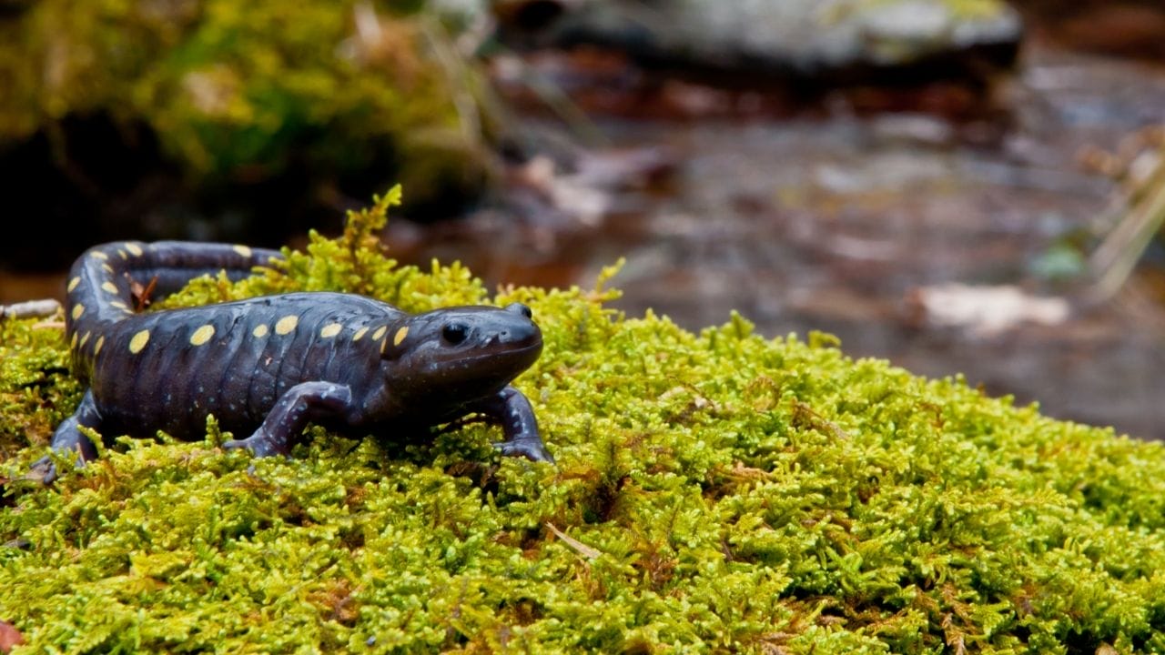 How To Take Care Of A Spotted Salamander? [Easy Guide] – Acuario Pets