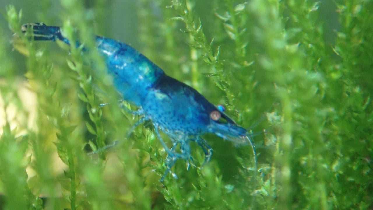 Shrimp Muscular Necrosis: Causes, Prevention, Treatment - Acuario Pets