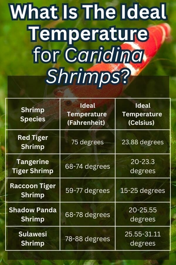 What Is The Ideal Temperature To Keep Shrimps? [By Species] – Acuario Pets