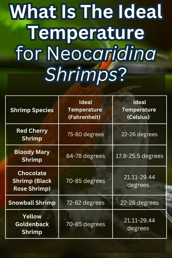 What Is The Ideal Temperature To Keep Shrimps? [By Species] – Acuario Pets