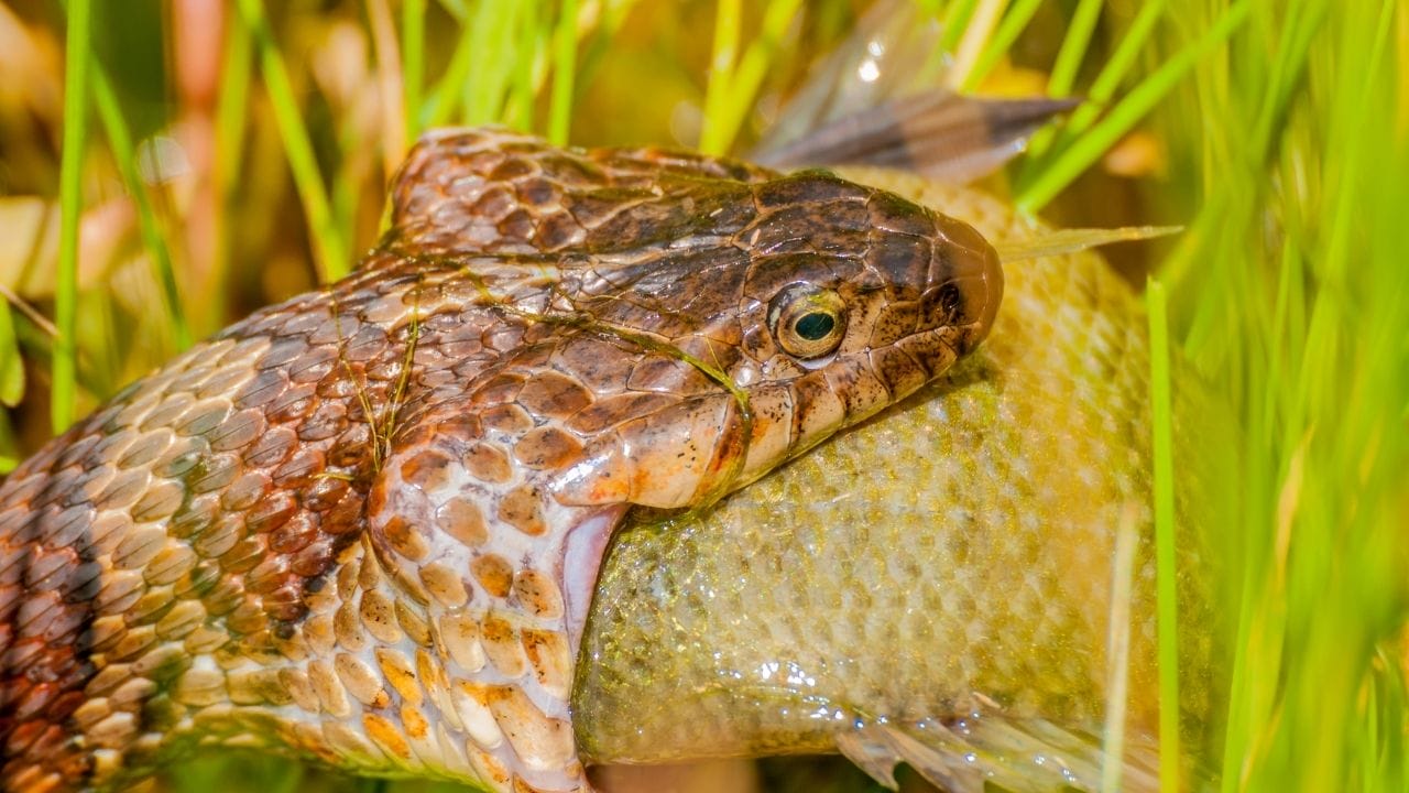 Bearded Dragon Predator List [Be Aware Of!] – Acuario Pets