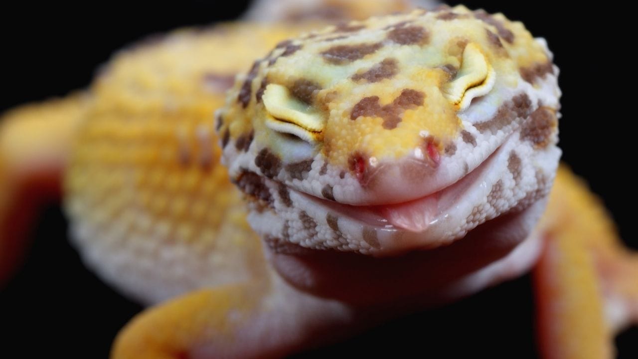 The Ultimate Leopard Gecko Diet Plan Vets Swear By – Acuario Pets
