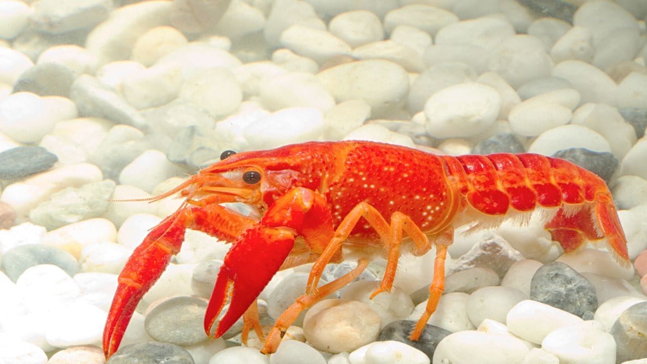 Crayfish Tank Set-Up Guide For Beginners [12 Easy Steps] - Acuario Pets