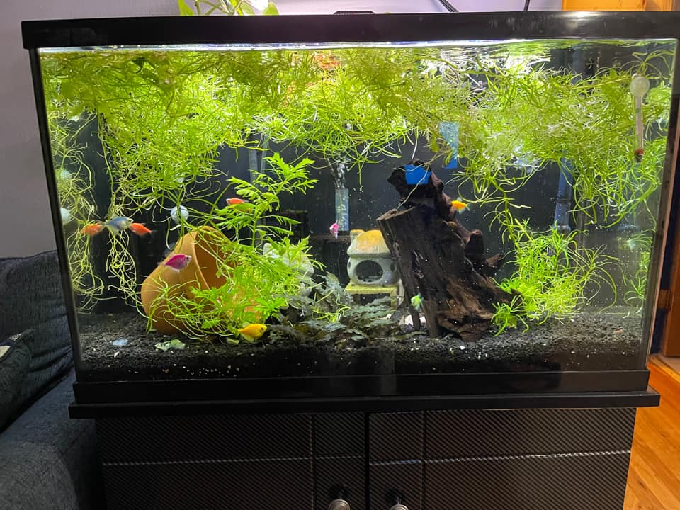 Crayfish Tank Set-Up Guide For Beginners [12 Easy Steps] – Acuario Pets