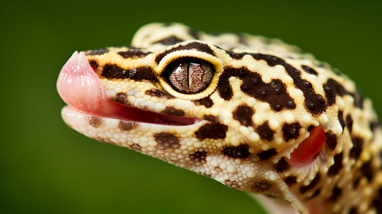 Leopard Gecko Licking You? Here’s What It Means – Acuario Pets