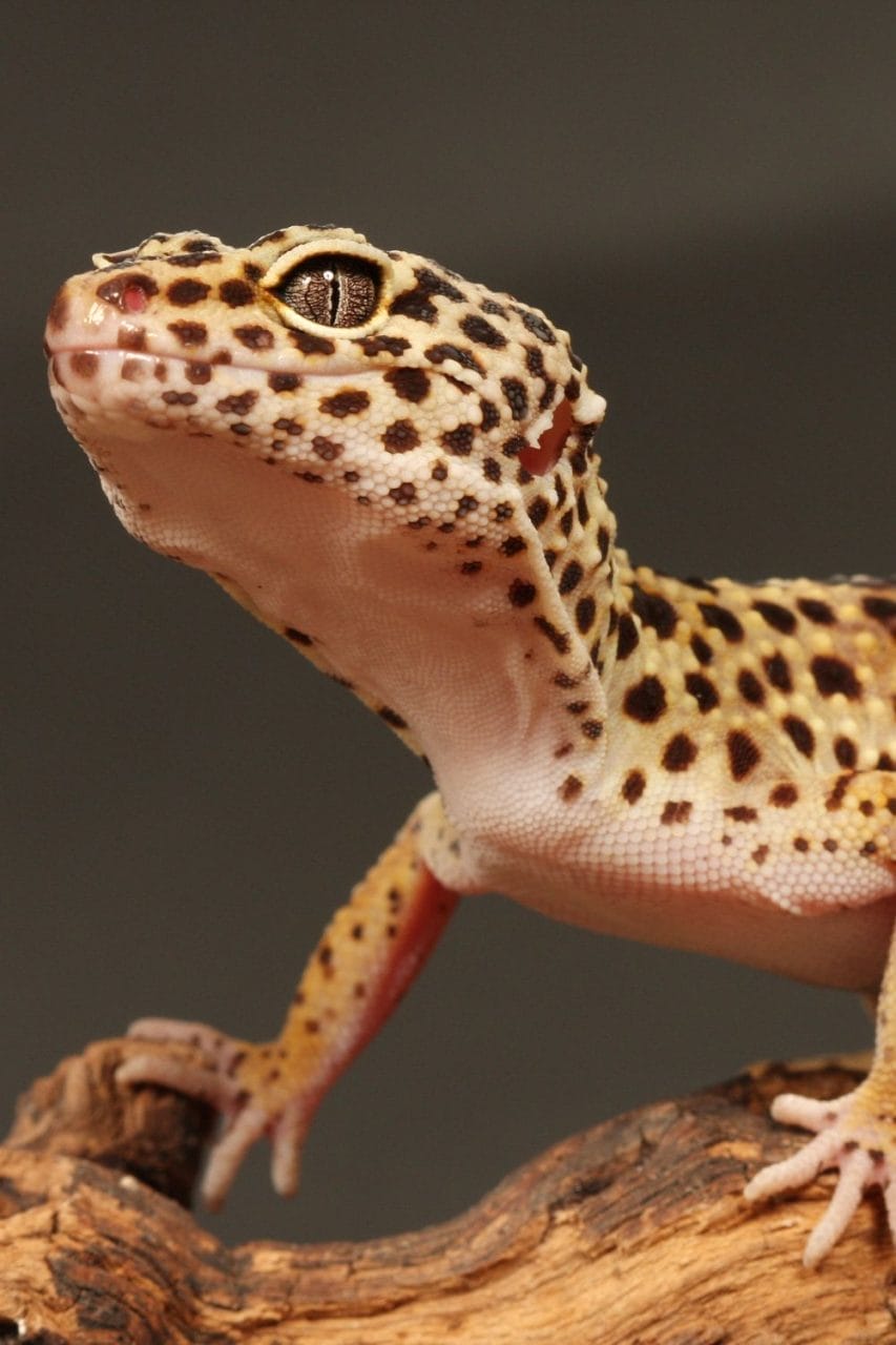 How Big Do Leopard Geckos Get? [Size vs Age vs Weight Chart] – Acuario Pets