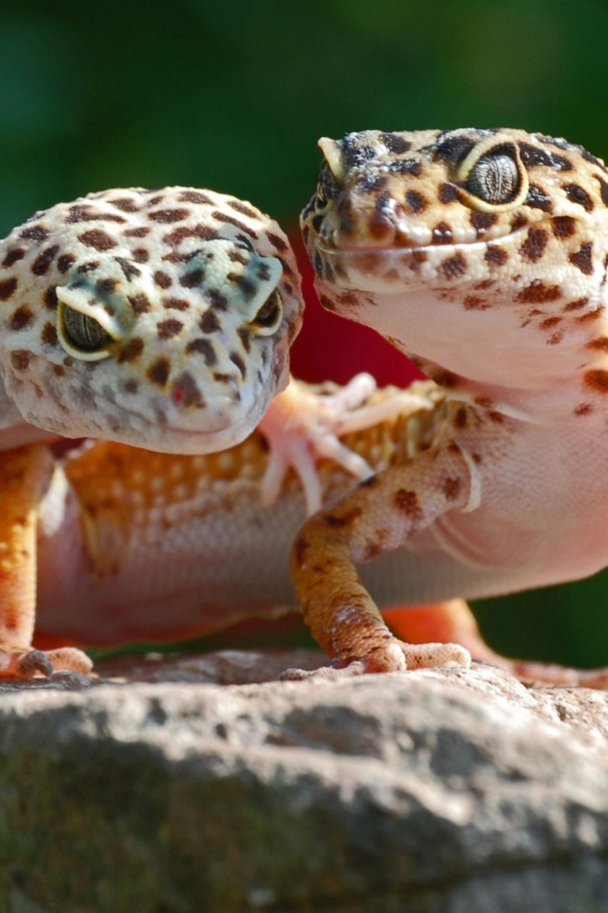 This Step-by-Step Leopard Gecko Breeding Guide Could Save Your Reptile ...