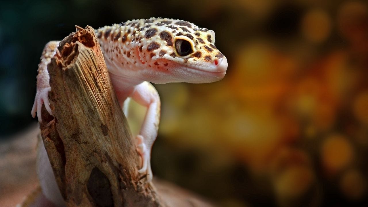 10 Leopard Gecko Body Language (Owners Must Know) - Acuario Pets