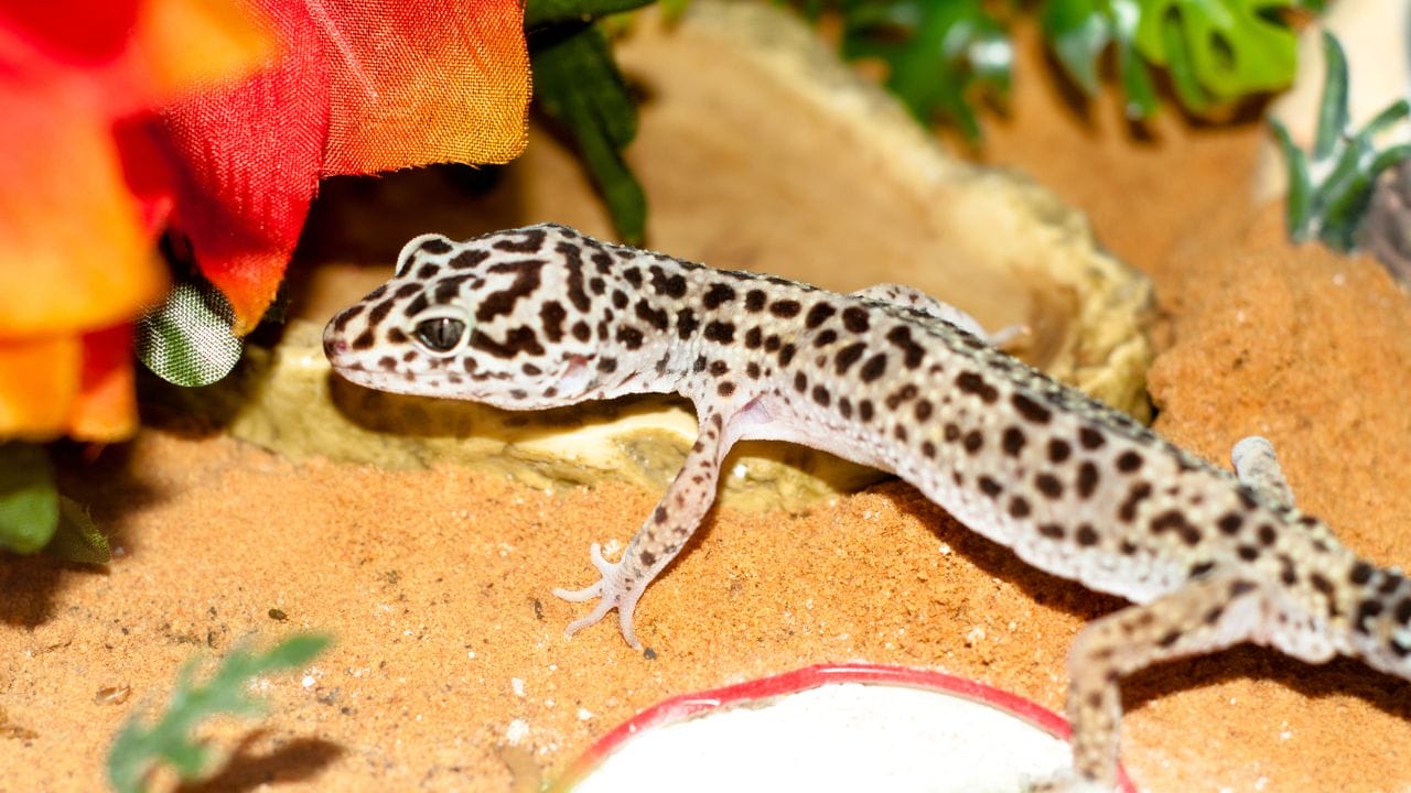 How To Make A Bioactive Leopard Gecko Tank? [Step By Step] - Acuario Pets