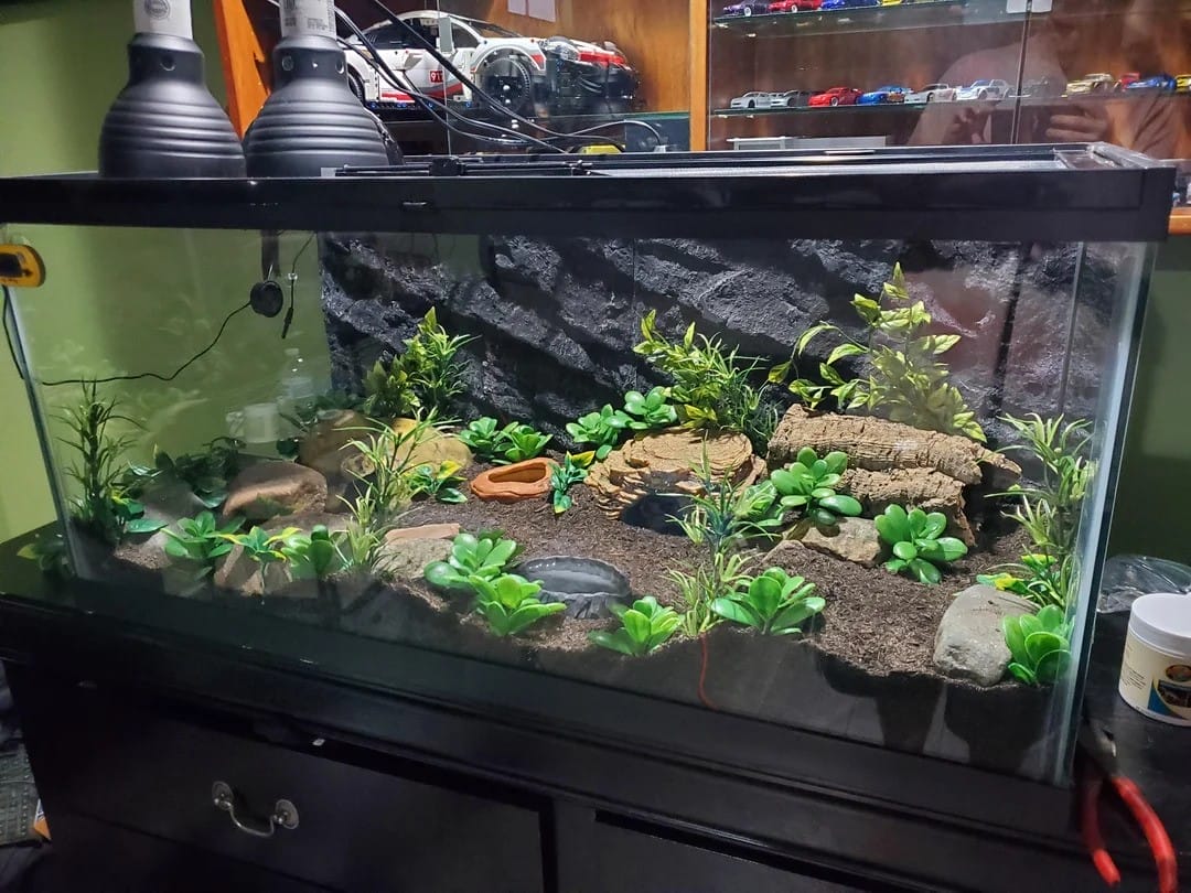 How To Make A Bioactive Leopard Gecko Tank? [Step by Step] – Acuario Pets