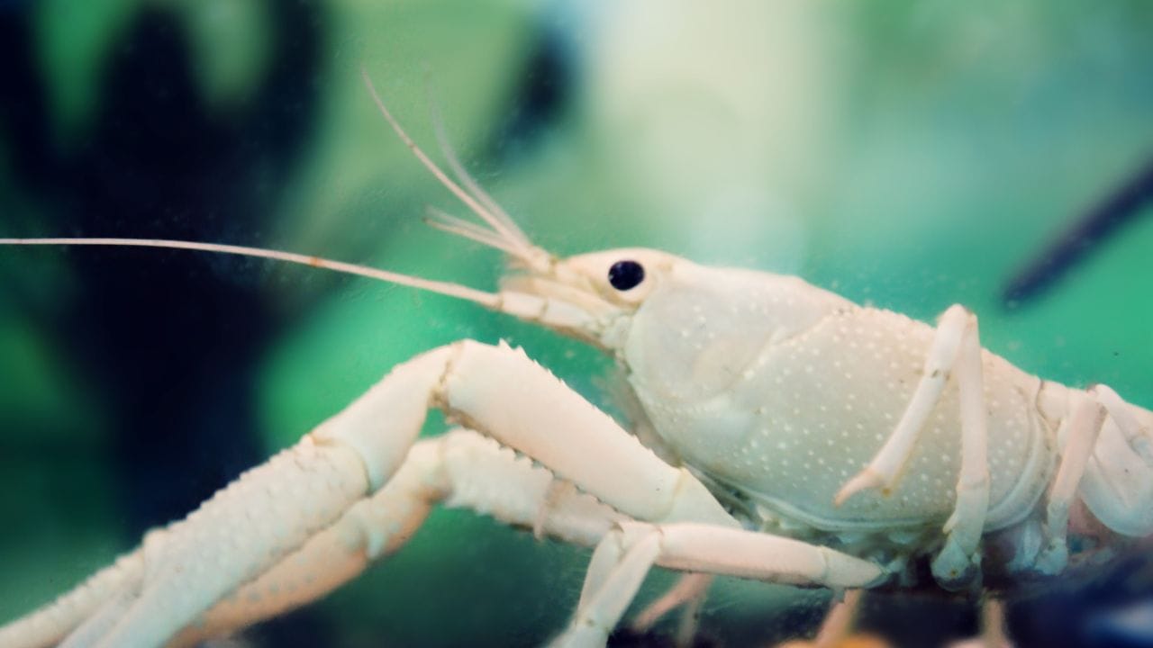 How Rare Are Albino Crayfish? – Acuario Pets