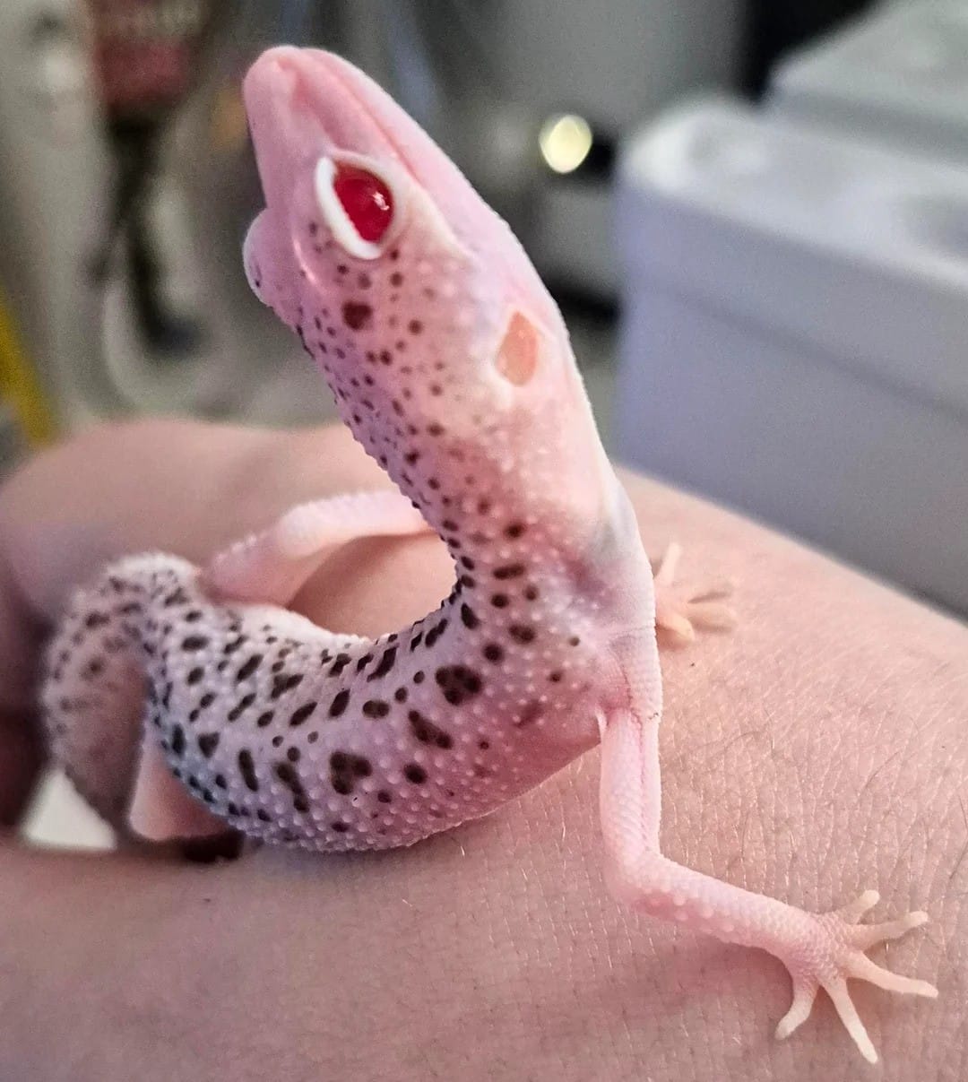 Leopard Gecko Death Roll: What Does It Mean? – Acuario Pets