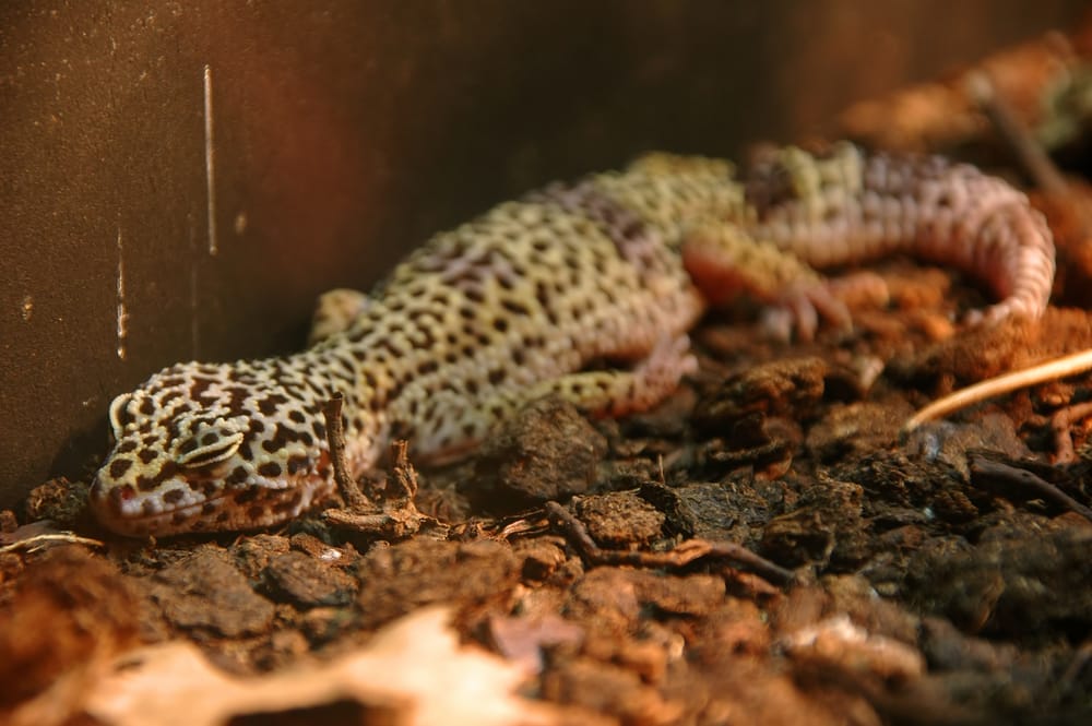 Substrate Impaction in Leopard Geckos: Causes, Symptoms, & Safe ...