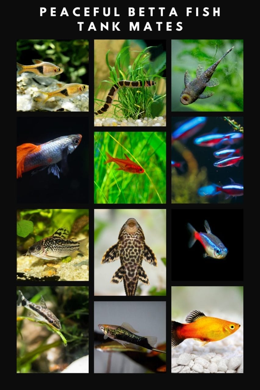 The No-Stress Betta Tank Setup Guide (Even Beginners Can Nail It ...