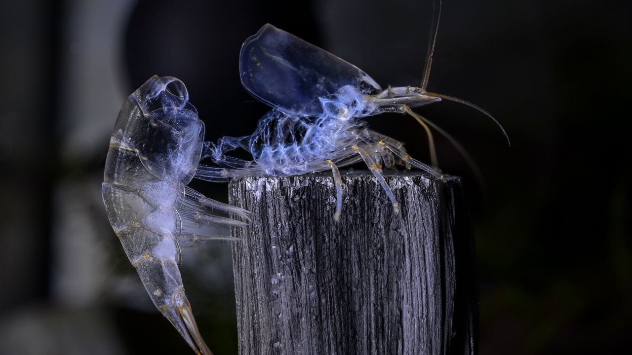 Shrimp Stuck In Molt? Do These Immediately! - Acuario Pets