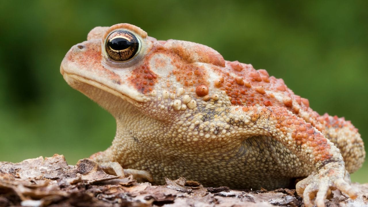 What Do Toads Eat? [Feeding Guide] – Acuario Pets