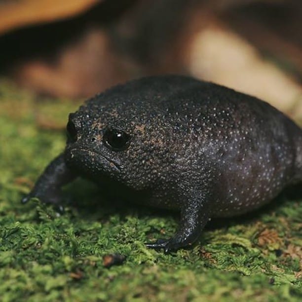 Meet the Black Rain Frog: The Internet Can’t Get Enough of This Moody ...