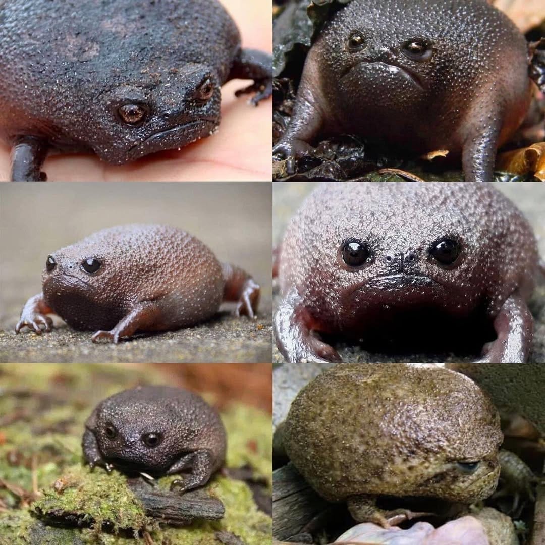 Meet the Black Rain Frog: The Internet Can’t Get Enough of This Moody ...