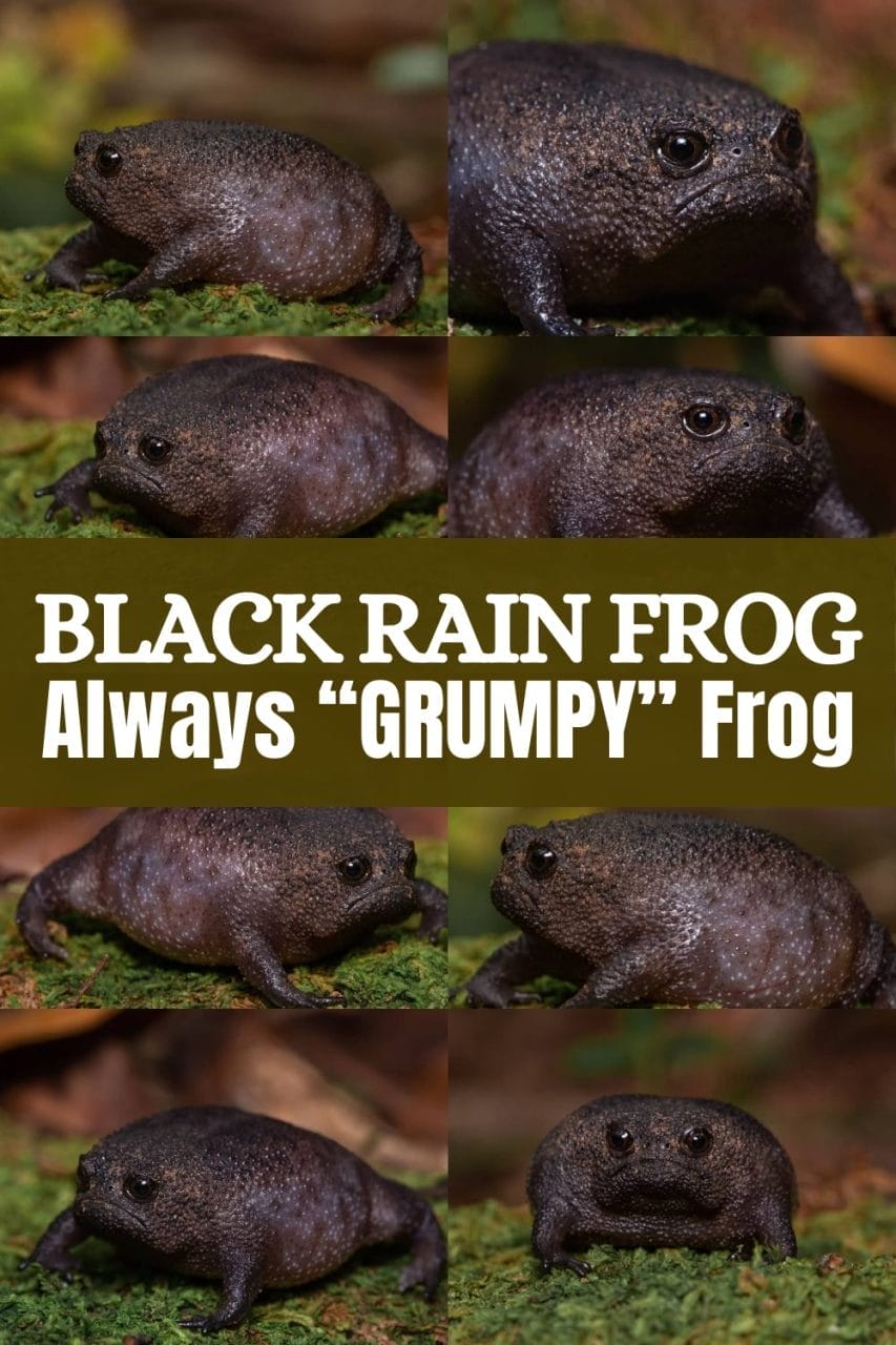 Meet the Black Rain Frog: The Internet Can’t Get Enough of This Moody ...