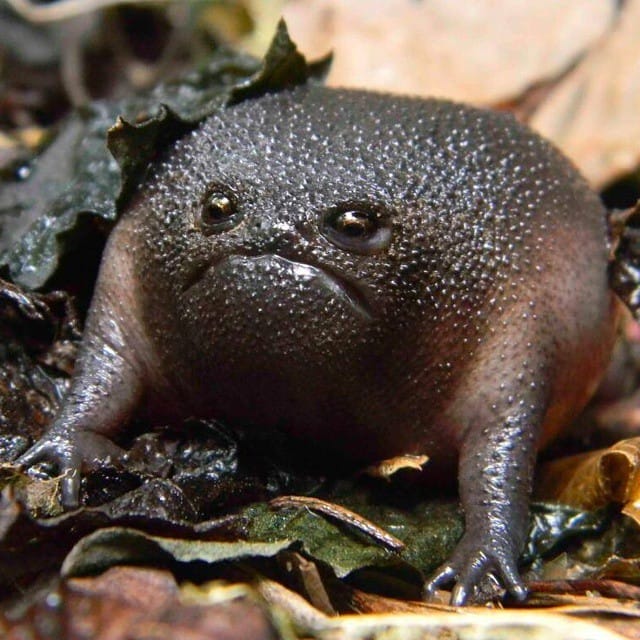 Meet the Black Rain Frog: The Internet Can’t Get Enough of This Moody ...