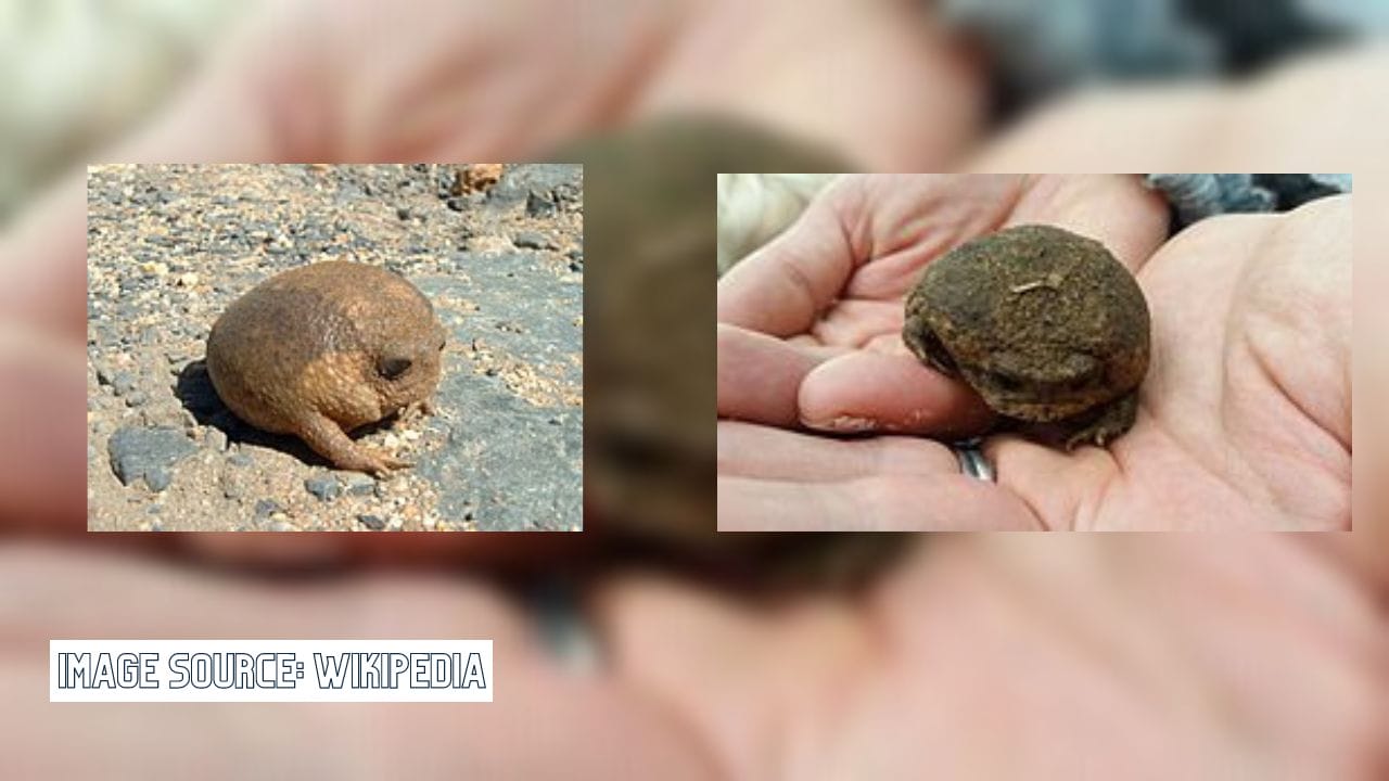 The 10 DOs And DONTs Of Cape Rain Frog Care 101 - Acuario Pets