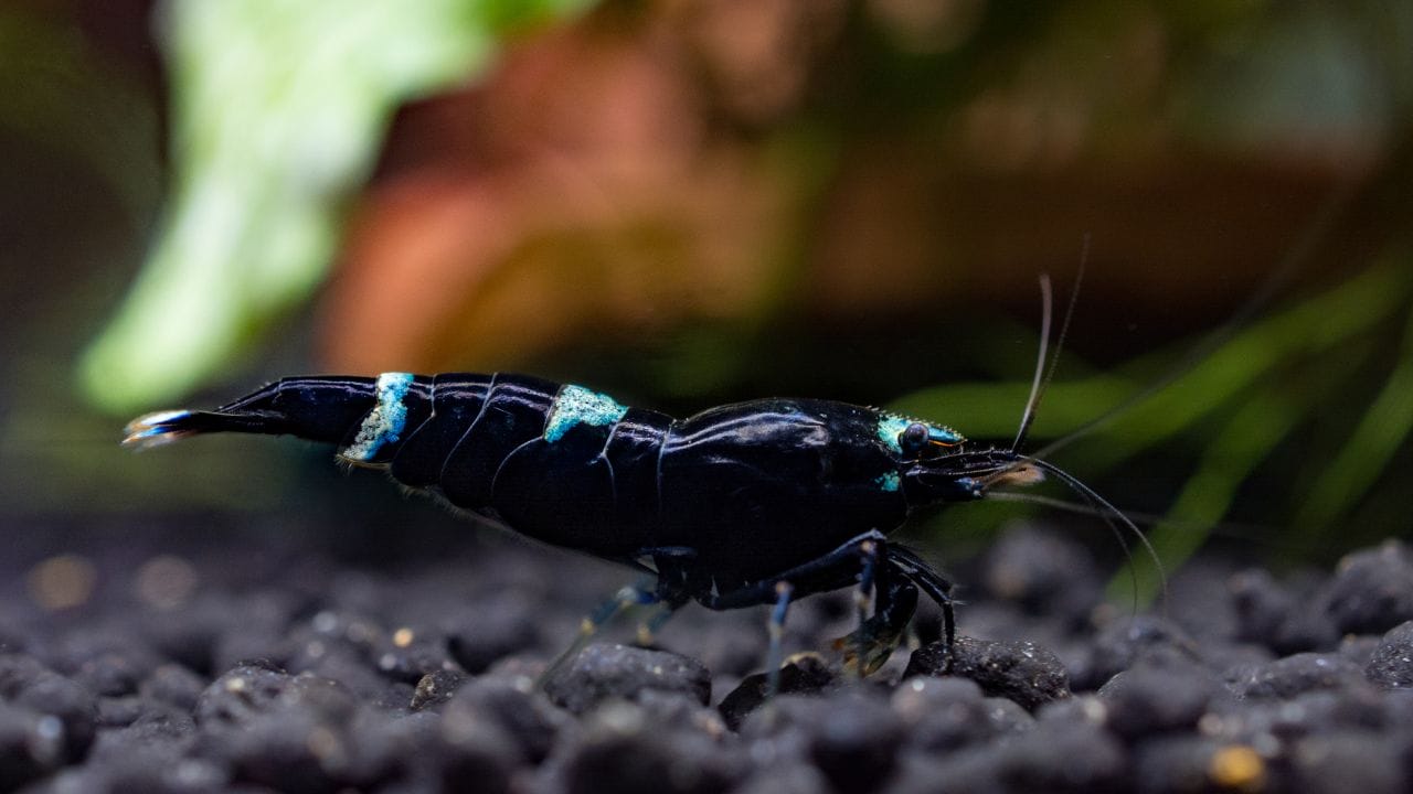 King Kong Shrimp Simple Care: A Step-By-Step Guide – Acuario Pets