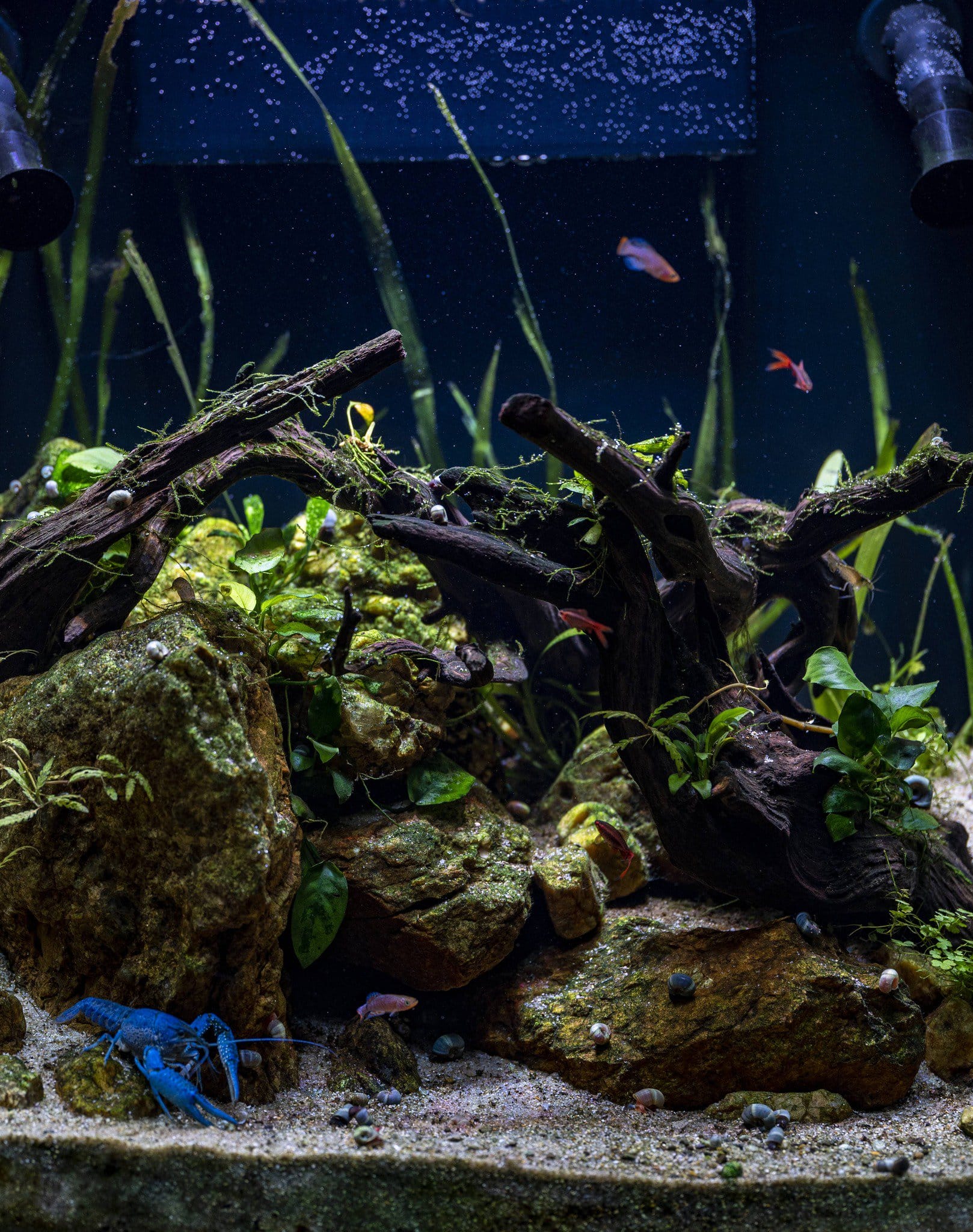 Crayfish Tank Set-Up Guide For Beginners [12 Easy Steps] – Acuario Pets