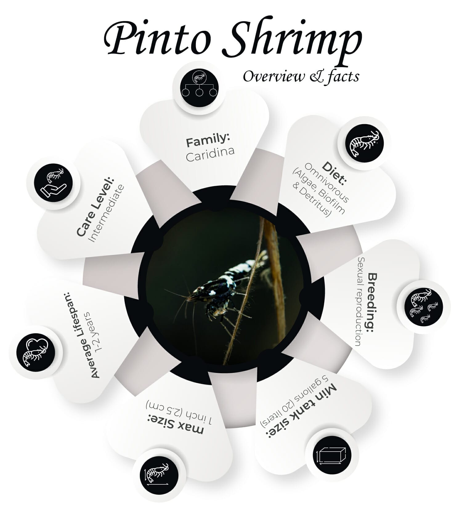 Pinto Shrimp Care: Don’t Make These 14 Common Mistakes – Acuario Pets