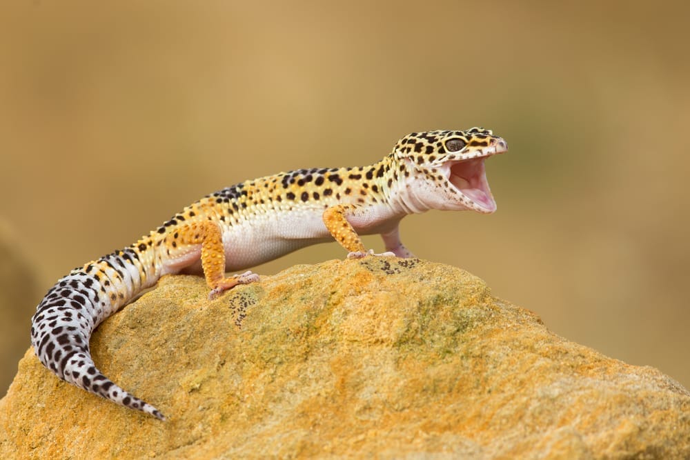 25 Genius Leopard Gecko Tips You’ll Wish You Knew Earlier – Acuario Pets