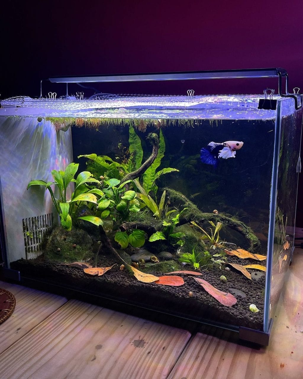Explore 35 Gorgeous Ways to Create a Planted Paradise for Your Betta ...
