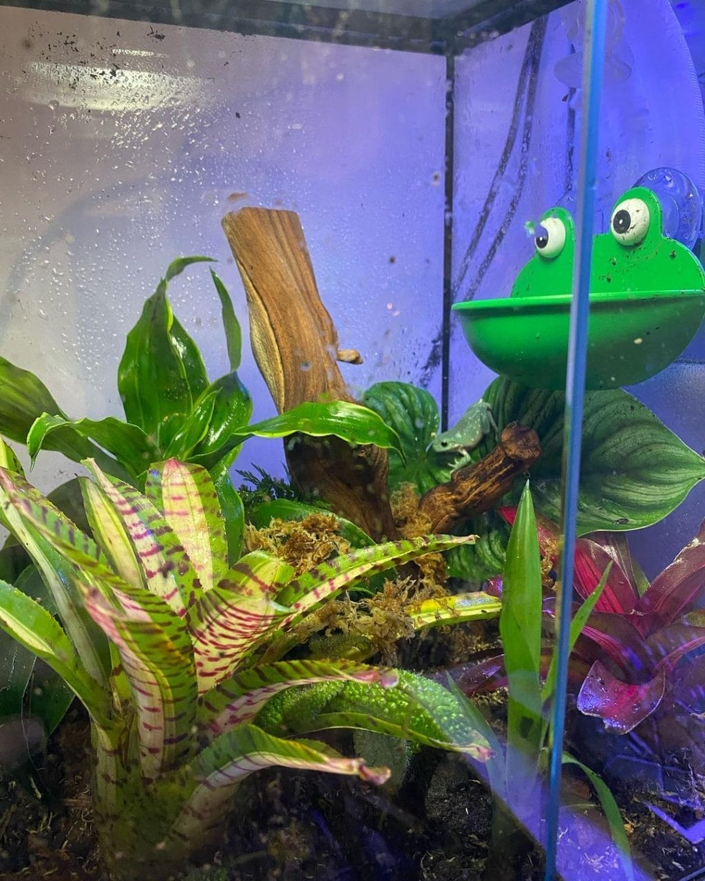 30 Stunning Tree Frog Enclosures You Must See! – Acuario Pets