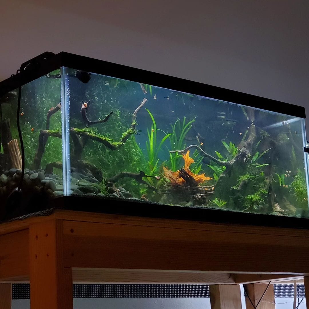 Art Of Shrimp Tank Design: 32 Inspiring Setup Ideas – Acuario Pets