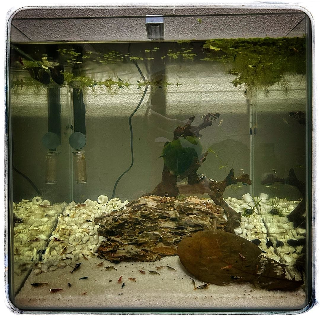 Art Of Shrimp Tank Design: 32 Inspiring Setup Ideas – Acuario Pets
