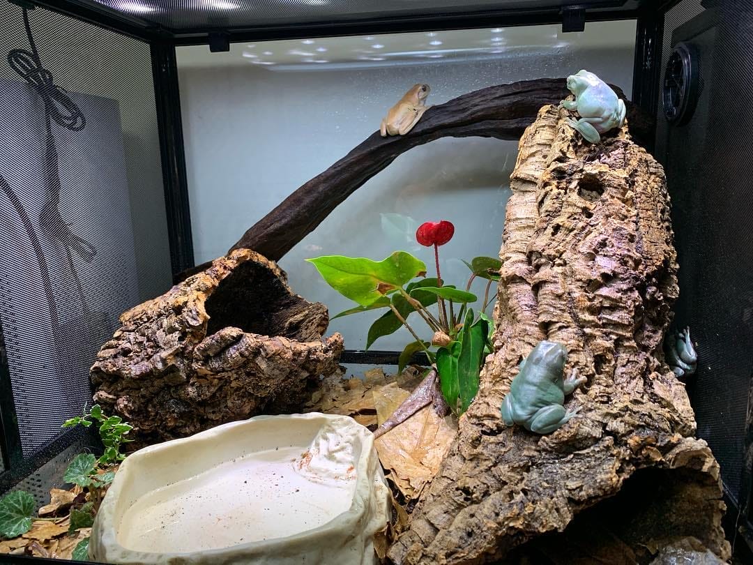 30 Stunning Tree Frog Enclosures You Must See! – Acuario Pets