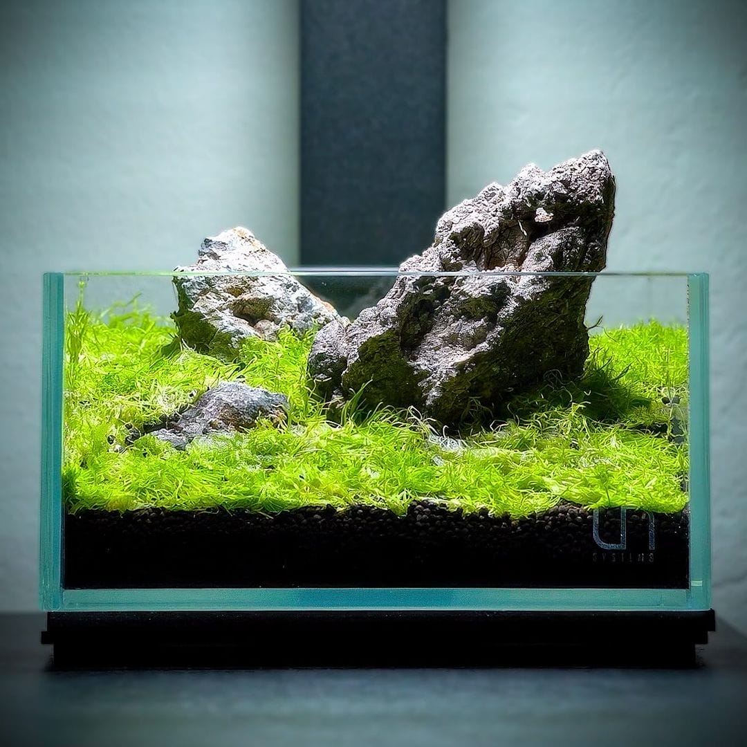 10 Genius Shrimp Aquarium Aquascaping Ideas You’ll Want to Try Today ...