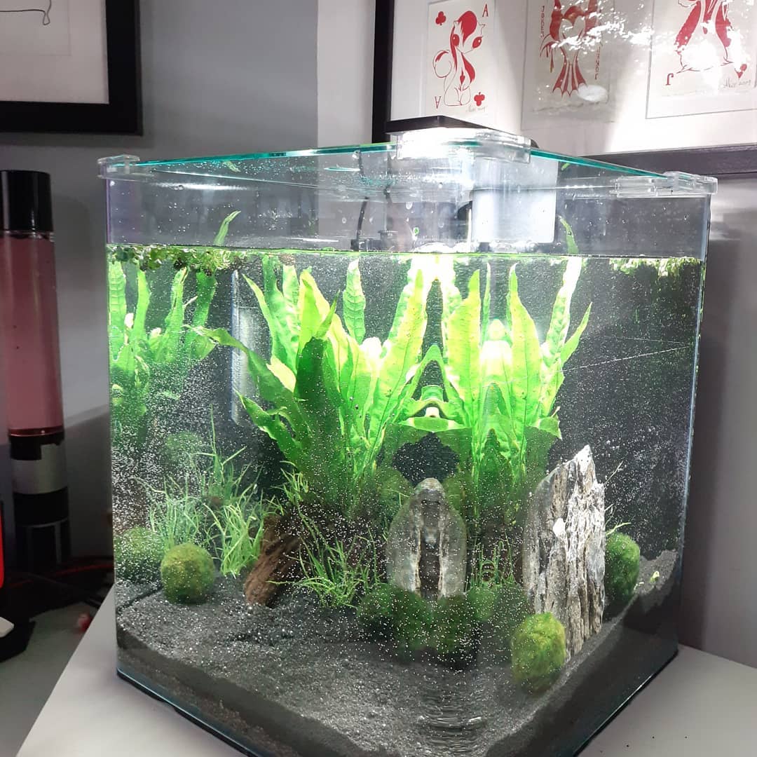 Art Of Shrimp Tank Design: 32 Inspiring Setup Ideas – Acuario Pets