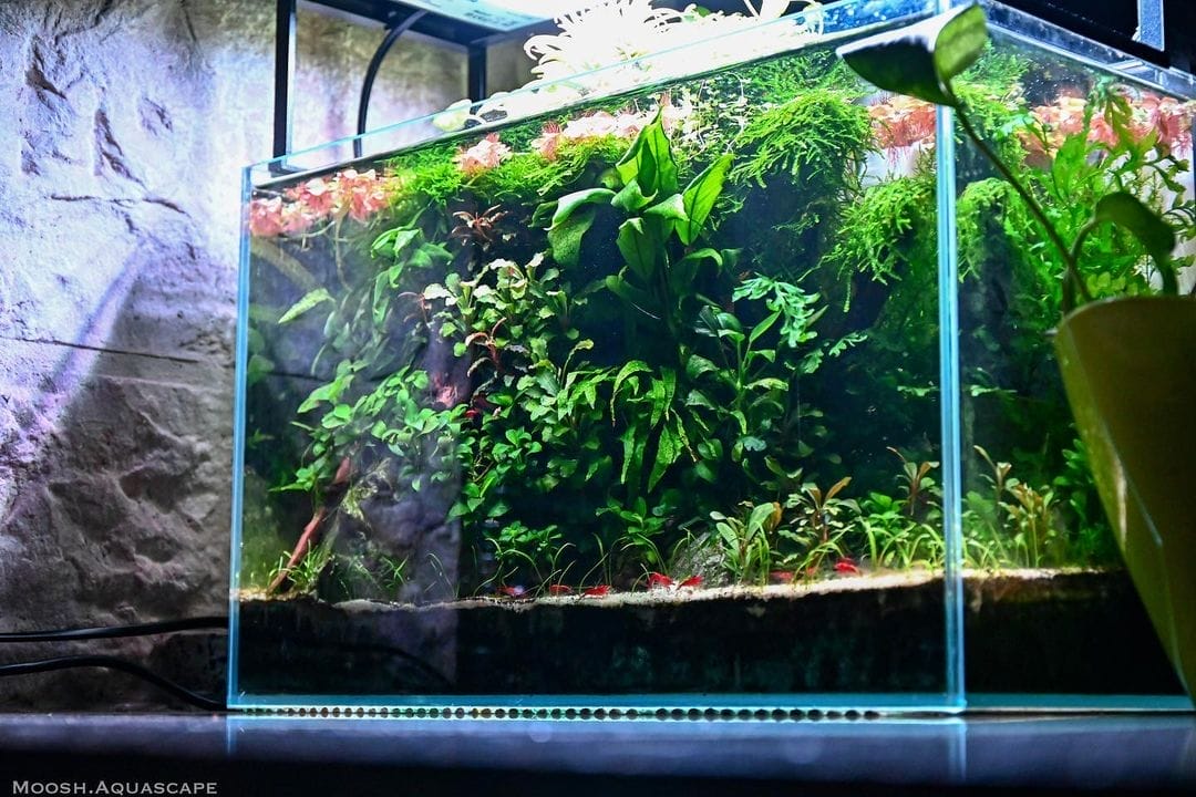 10 Genius Shrimp Aquarium Aquascaping Ideas You’ll Want to Try Today ...