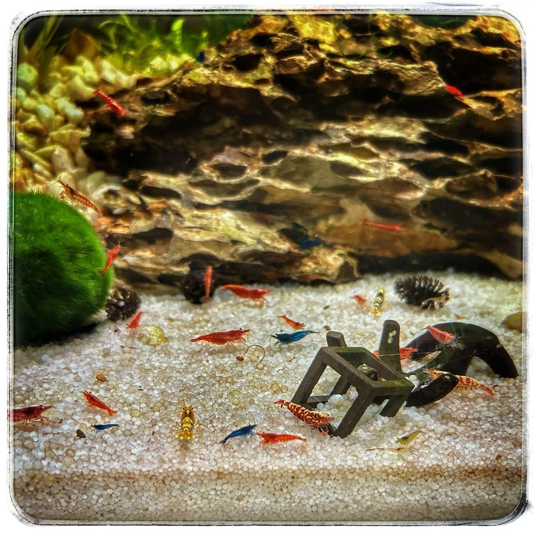 10 Genius Shrimp Aquarium Aquascaping Ideas You’ll Want to Try Today ...