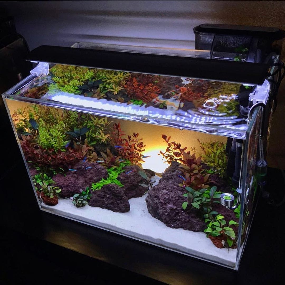 10 Genius Shrimp Aquarium Aquascaping Ideas You’ll Want to Try Today ...