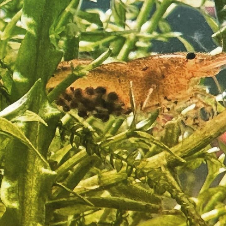 Raising Cherry Shrimp Babies: A Step-by-Step Guide [DOs & DONTs ...