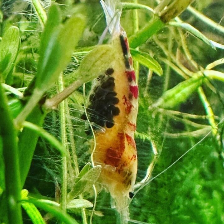 How To Take Care Of Pregnant Cherry Shrimp? – Acuario Pets