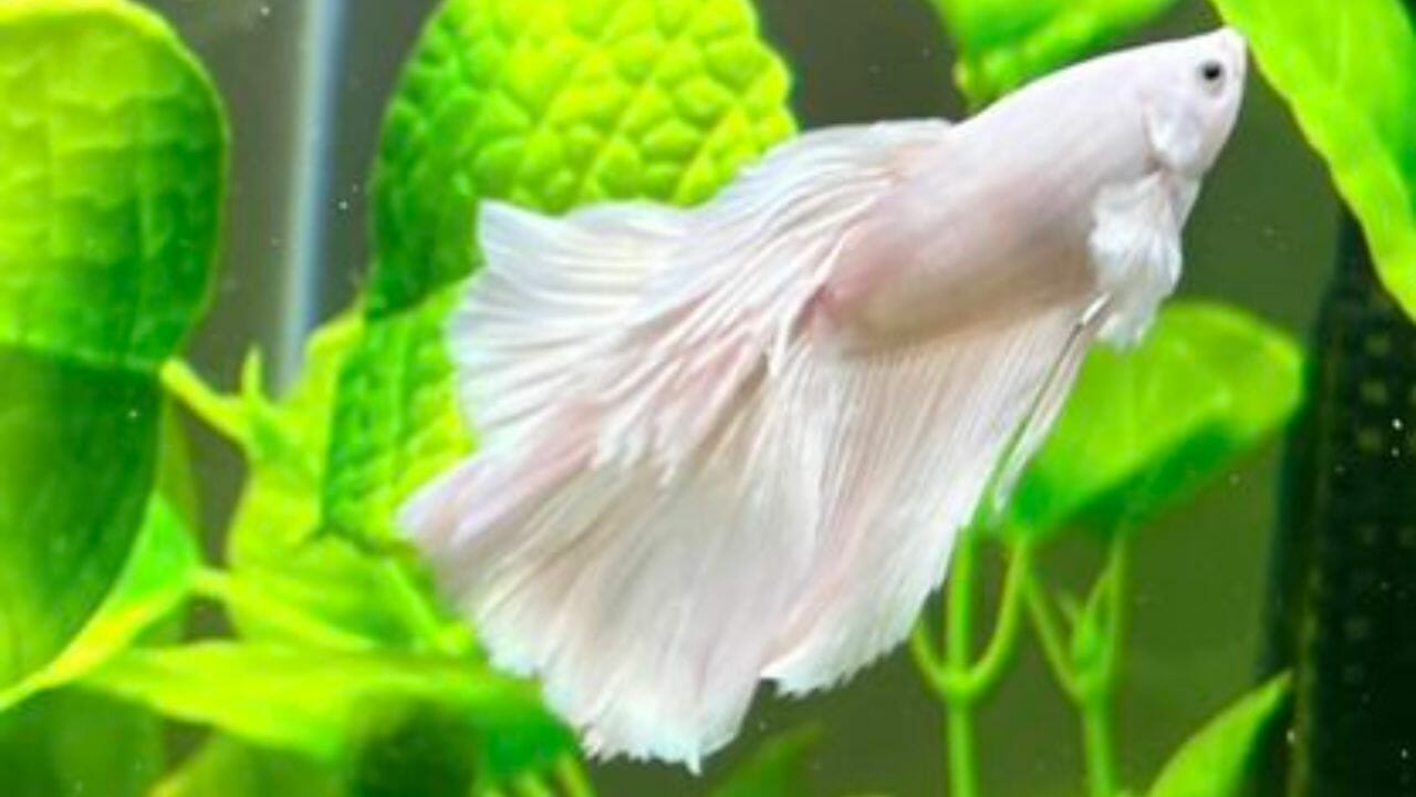 Betta Fish Genetics 101: Science Behind Breeding Colorful Bettas ...