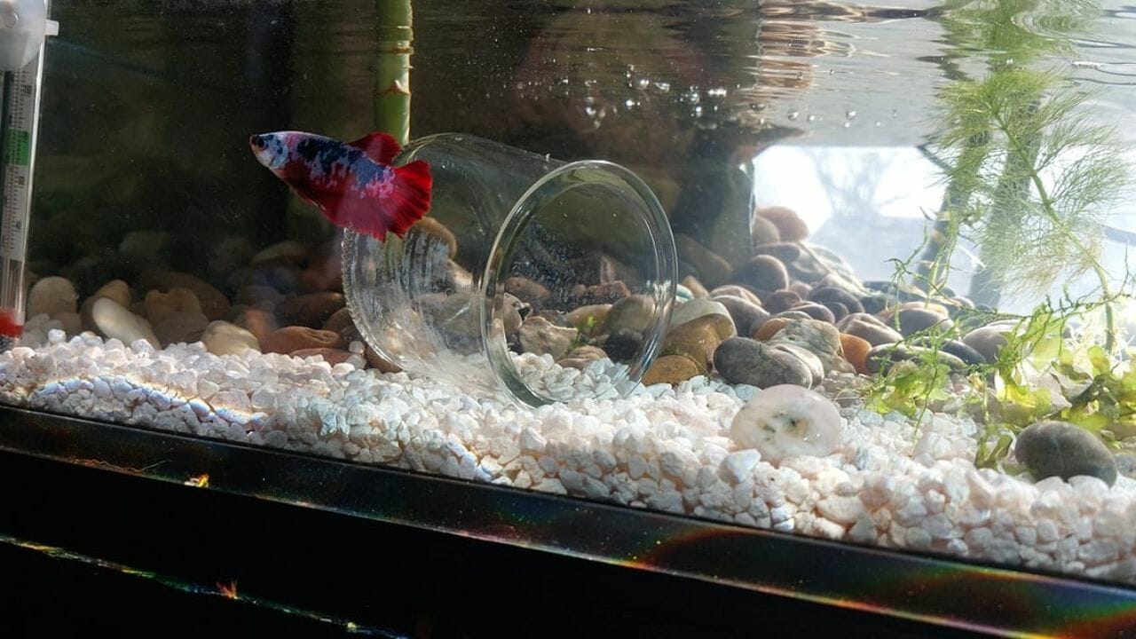 Ideal Water Parameters For Betta: Betta Fish Water Guide – Acuario Pets