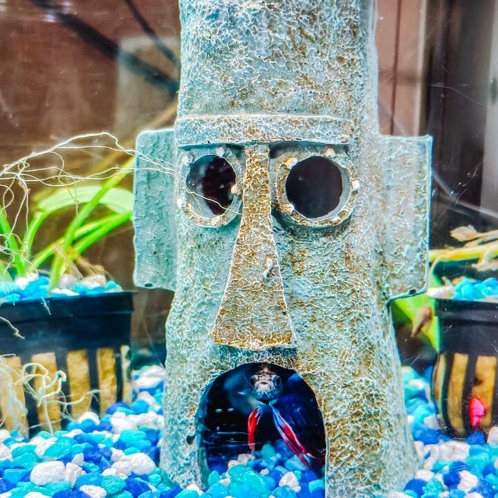 How To Make An Aquaponics Betta Fish Tank? [DIY+Pictures] – Acuario Pets