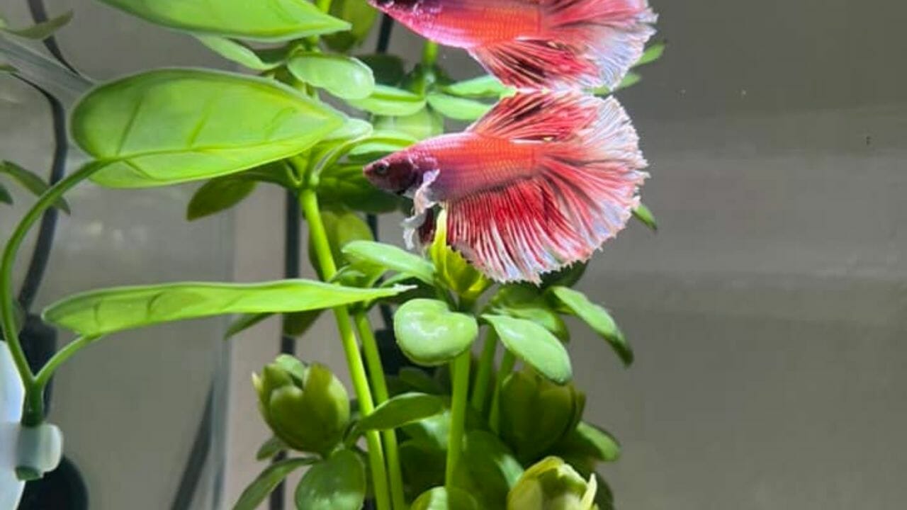 Crayfish Sexing: How to Determine the Gender of Your Crayfish - Acuario ...