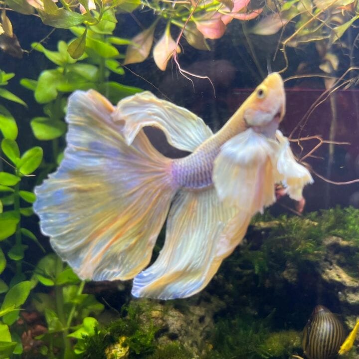 8 Most Common Betta Fish Signs Before They Die – Acuario Pets