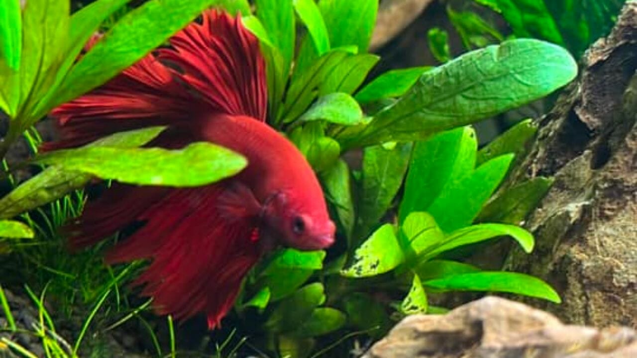 How To Make An Aquaponics Betta Fish Tank? [DIY+Pictures] - Acuario Pets