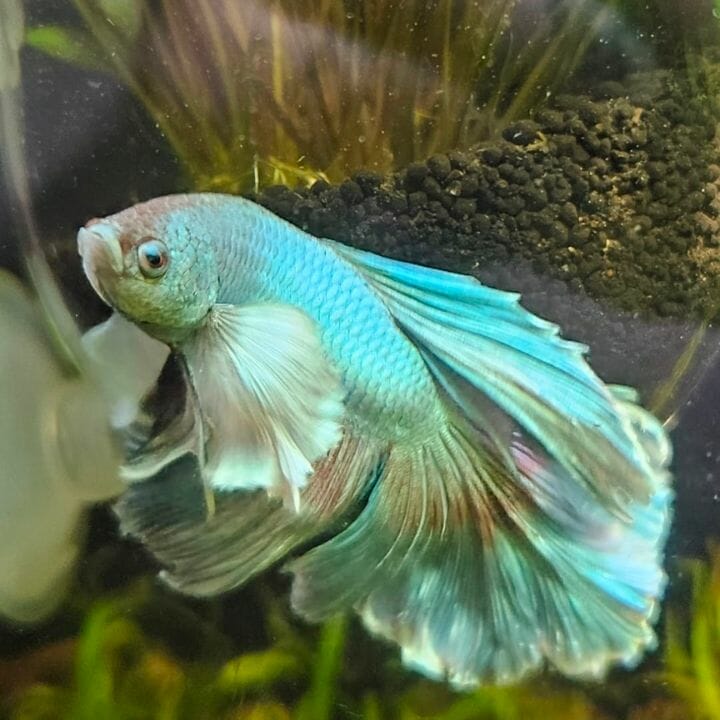 Betta Fish Anatomy: Male vs Female, Internal & External Differences ...