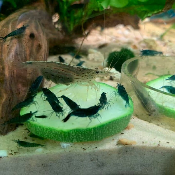 Raising Cherry Shrimp Babies: A Step-by-Step Guide [DOs & DONTs ...